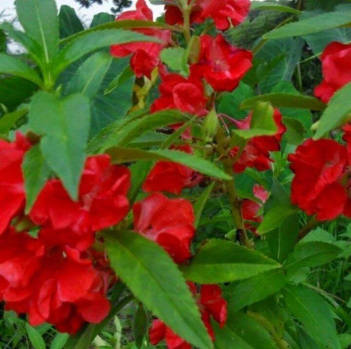 Tanaman hias pacar air merah / putih | Lazada Indonesia