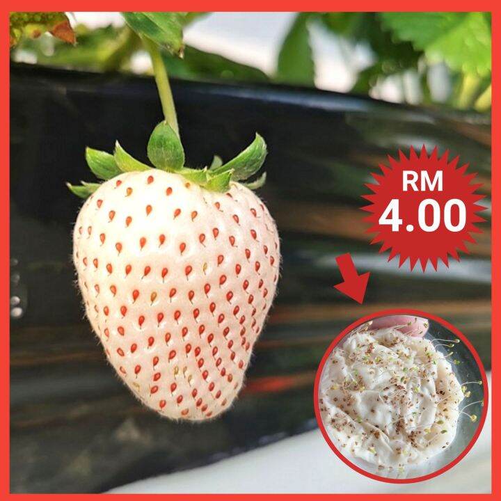 V1 Biji Benih Strawberry Putih（120ps +/-）/ White Strawberry Seeds ...
