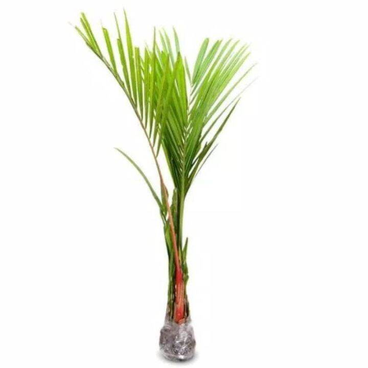 Tanaman hias palm botol merah | Lazada Indonesia