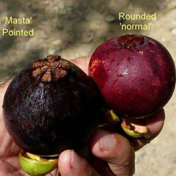 Anak Pokok Buah Mesta | Lazada