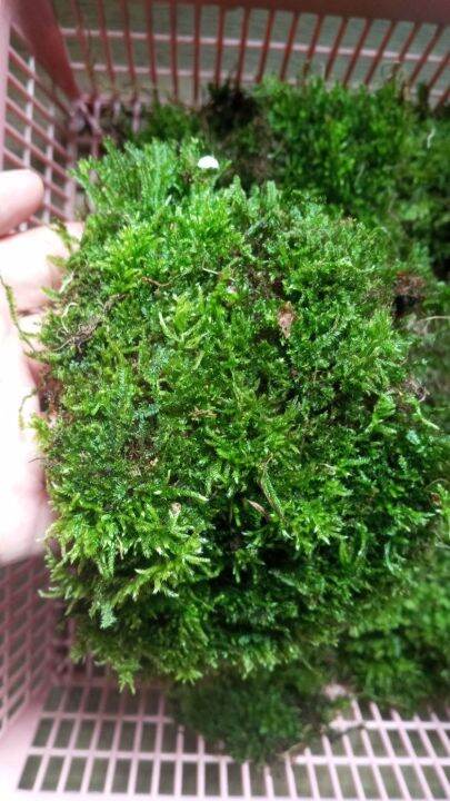 Live Sphagnum Moss/ Terrarium Moss/ Gardening/ Plants | Lazada PH