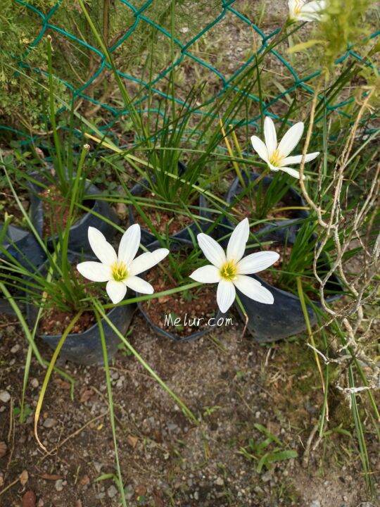 MM- Zephyranthes Candida Plant / White Rain Lily Plant / Fairy Lily ...