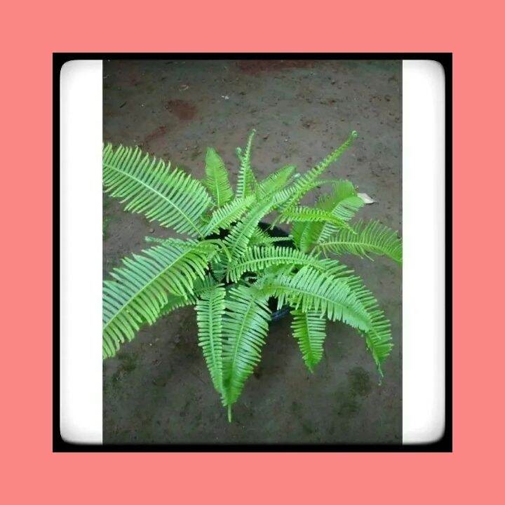 Tanaman Hias | Tanaman Pakis Paku Kawat | Asli Hutan | Lazada Indonesia