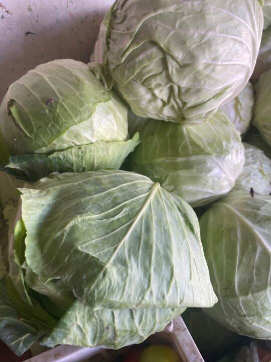 repolyo 250g | Lazada PH