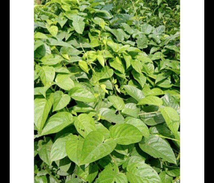 Daun Sembukan Segar 1 Kg / daun kentut / daun entut entutan / Daun ...
