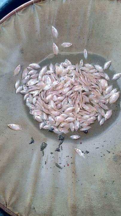 paket 100 bibit gurame padang ukuran kuaci | Lazada Indonesia