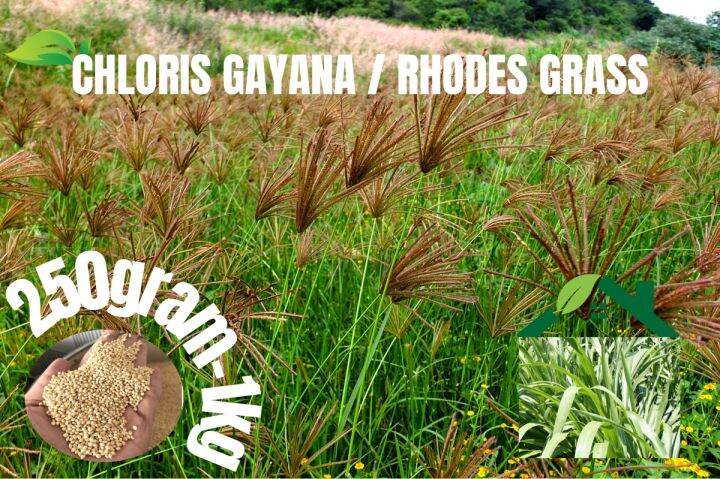 RHODESS GRASS (Chloris gayana) / Biji rumput asli rhodes grass / biji ...