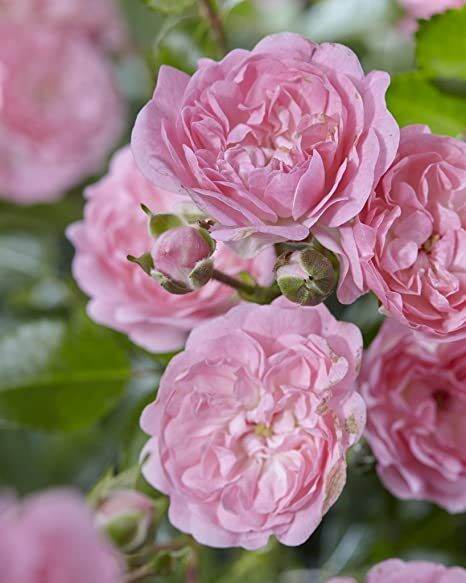 เมล็ดกุหลาบแฟรี่สีชมพู20เมล็ด Pink fairy rose 20 seed | Lazada.co.th