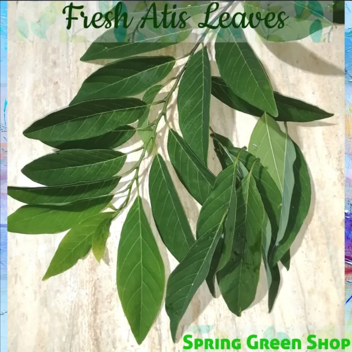 Atis Fresh Leaves 50 grams (100+pcs) | Lazada PH