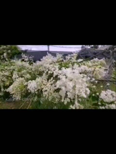 Porana Volubilis / Porona Volubilis Snow Vine flower, Bunga Kesukaan ...