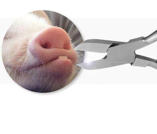 Stainless Steel piglet teeth cutter Pig Teeth Nipper Clipper Cutter for ...