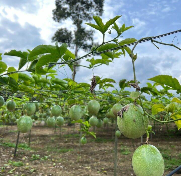 buah markisa | Lazada Indonesia
