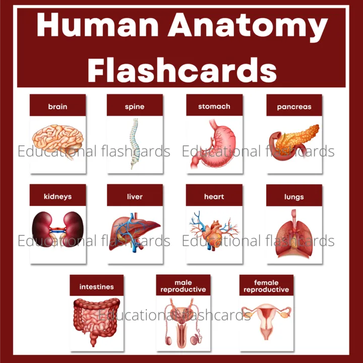 Human Anatomy / Internal Organs, Science Flashcards for kids, Laminated ...