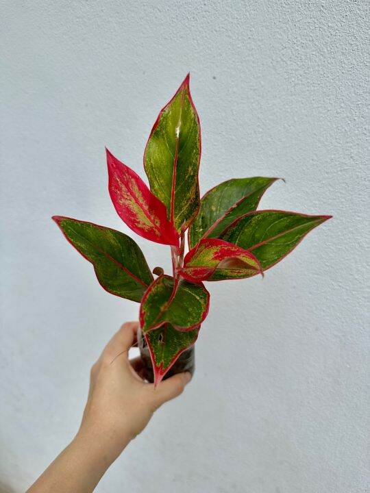 Aglaonema Red Gold/ Siam Aurora Red Plant 万年红 (small live plant) | Lazada