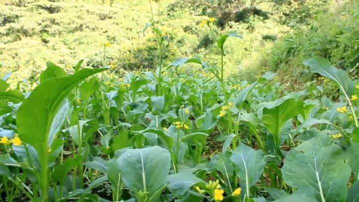 VALUE PACK (70 SEEDS) FLOWERING PECHAY/CHOY-SUM/CHINESE PECHAY/FOR ...