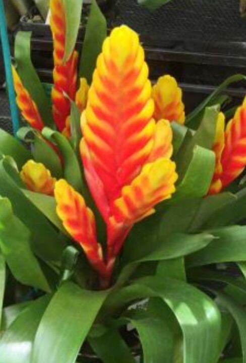 bromeliad vriesea Flaming Sword | Lazada