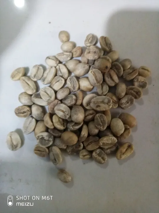 Arabica seeds 50pcs | Lazada PH