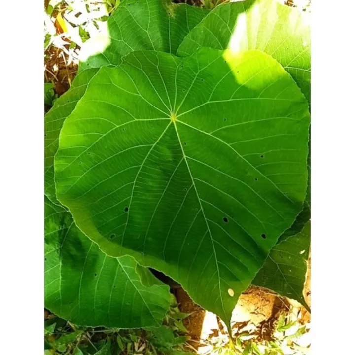 Daun Mara Segar 400 Gram | Lazada Indonesia