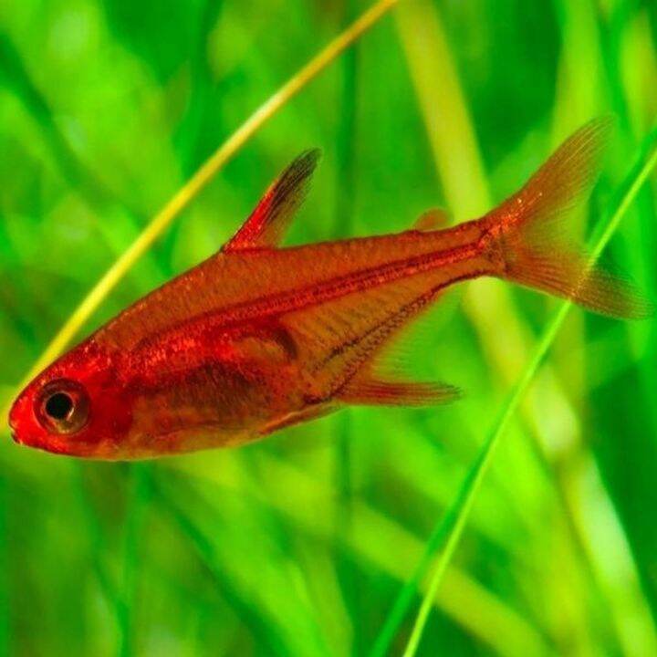 5pcs x Ember Amandae Tetra Fish Ikan Tetra | Lazada