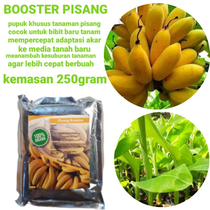 Pupuk booster khusus tanaman pisang pupuk yang cocok untuk bibit pisang baru tanam pupuk agar ...