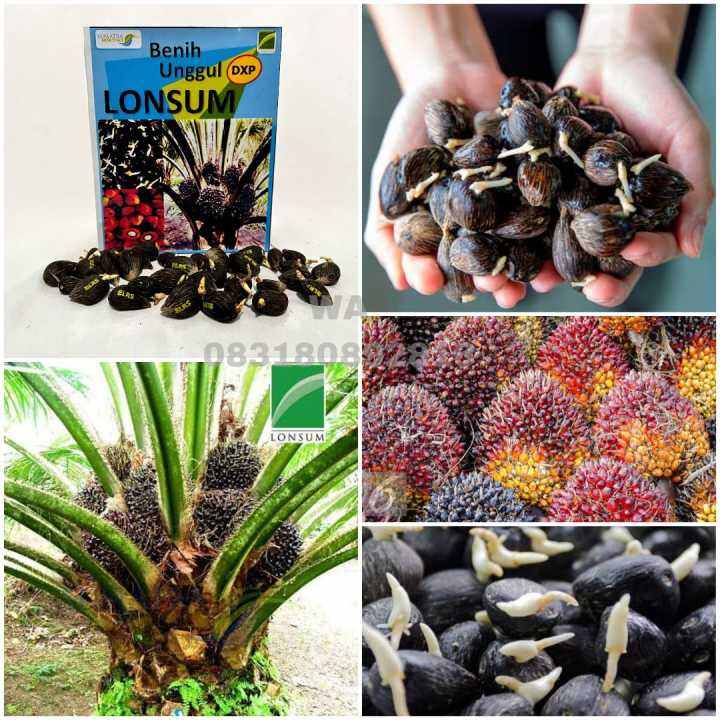 Bibit sawit lonsum asli bersertifikat kualitas unggulan | Lazada Indonesia