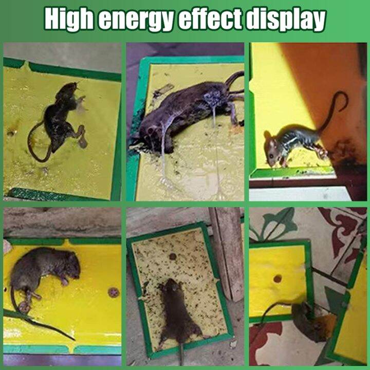 Mouse Rat Glue Trap - Mousetrap - Sticky Mouse Board Glue Traps-Sticker ...