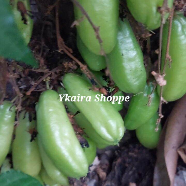 Kamias (Averrhoa bilimbi) Cucumber Tree/Tree Sorrel 5 Seeds | Lazada PH