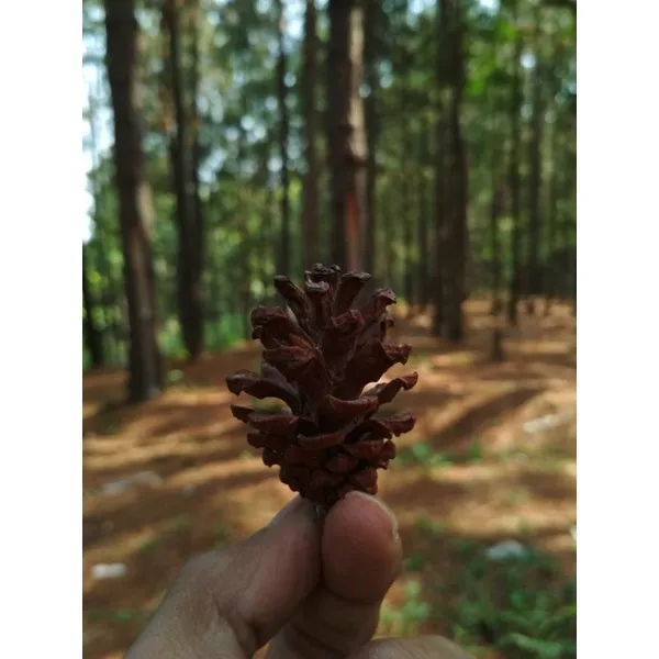 biji pinus/buah pinus | Lazada Indonesia