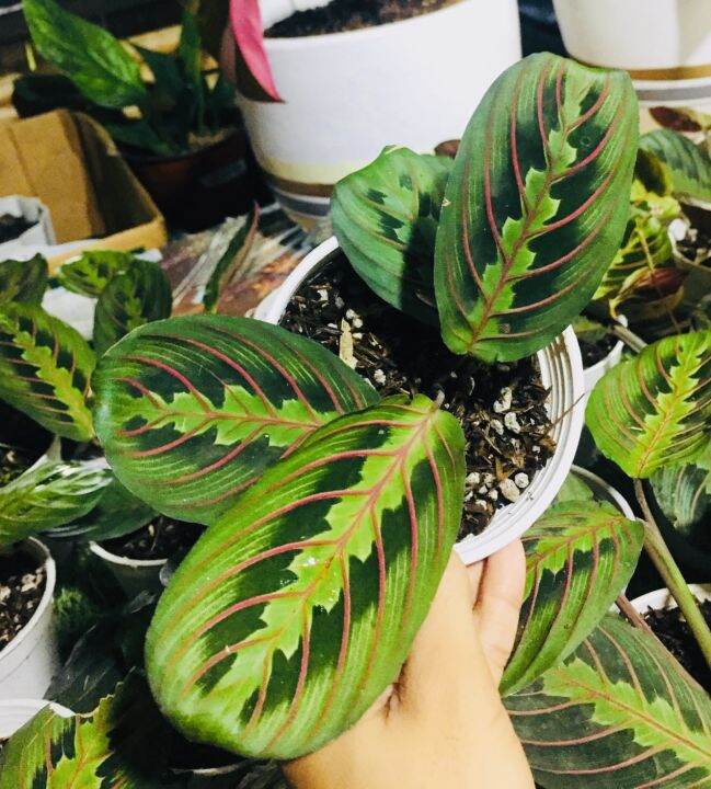 Calathea Marantha (ESTABLISHED) | Lazada PH