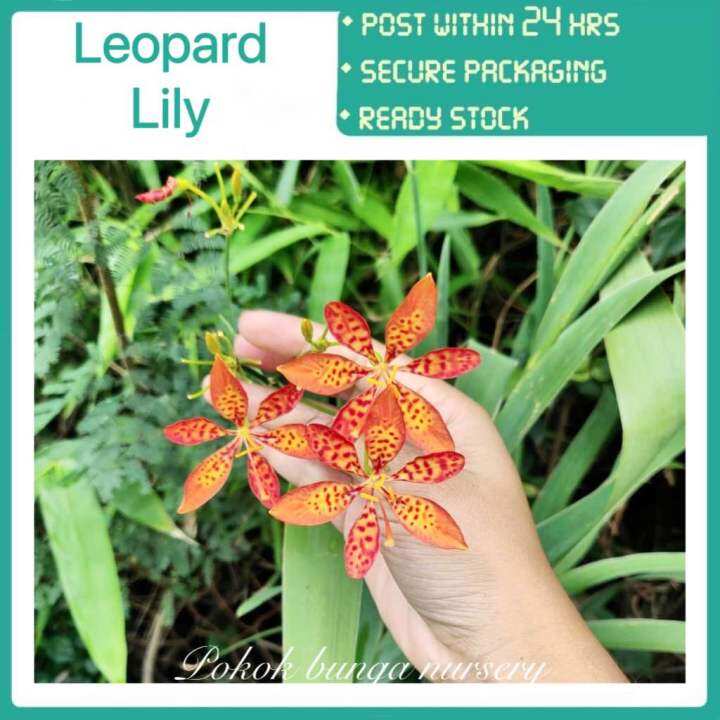 PBN - leopard lily - blackberry iris domestica flower Pokok bunga ...