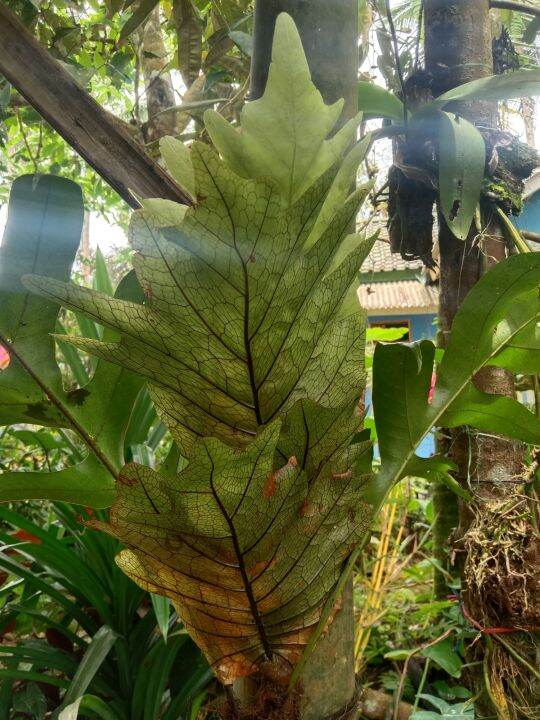 Tanaman hias kadaka taplok, kadaka tempel, kadaka ekor naga | Lazada ...