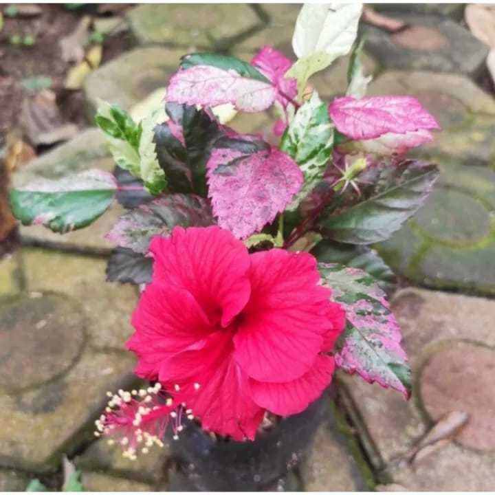 Pohon bunga sepatu variegata | Lazada Indonesia