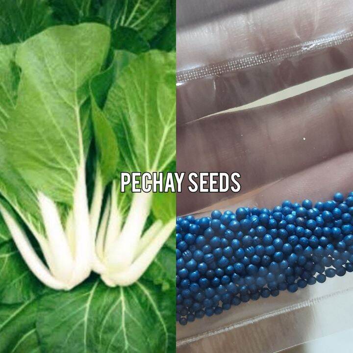 (650 SEEDS) Pechay Seeds - Pavito | EASY TO GROW | Lazada PH