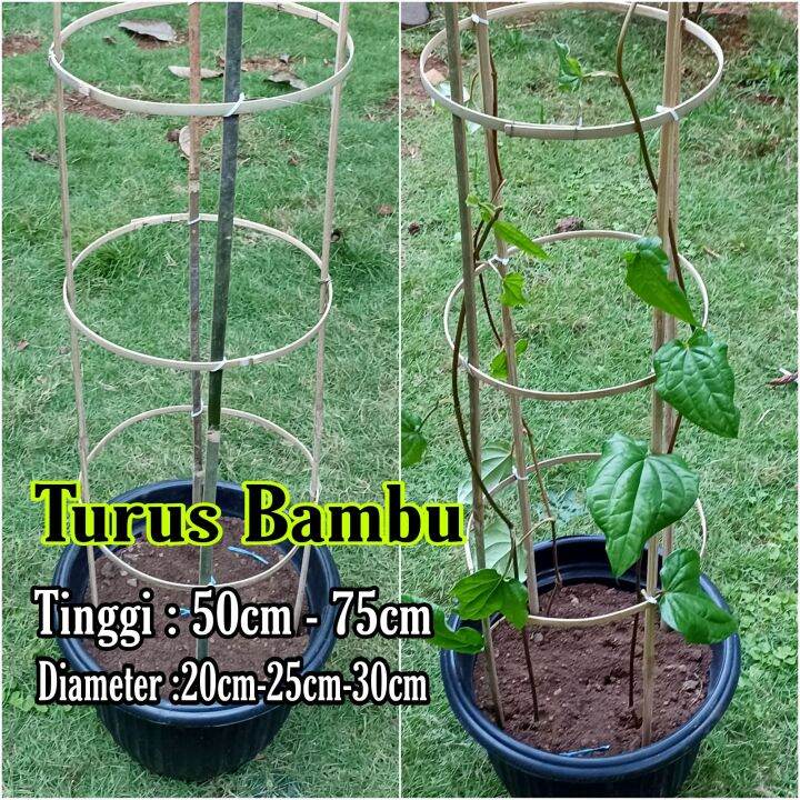Turus Bambu Melingkar/Ajir Penyangga Tanaman | Lazada Indonesia