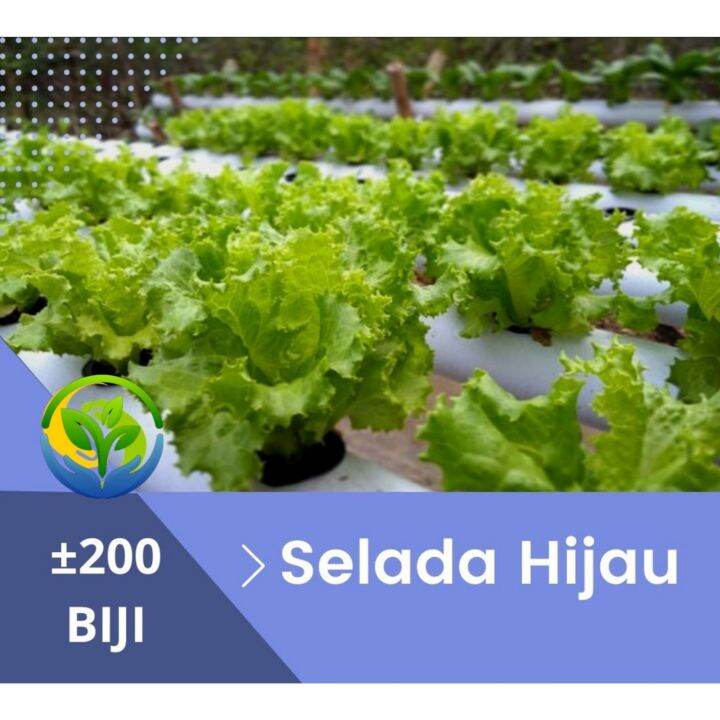 Biji Benih Selada Hijau Siap Tanam Biji Slada Unggul Siap Tanam ...