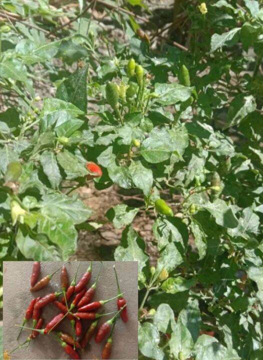 Native Siling labuyo Seeds , Wild sili ,Bird eye chili for planting (20 ...