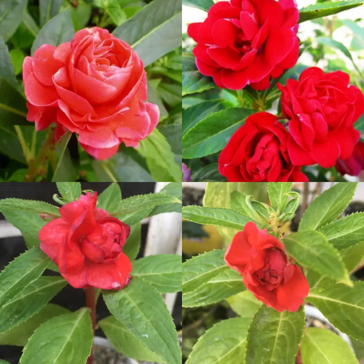 Balsam Kamantigi 10+ Seeds Double Petal Rose Red Flower Garden Easy to ...
