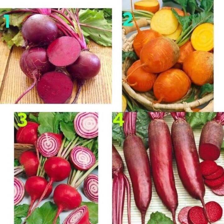 เมล็ดพันธุ์ บีทรูท (Beet Root) จำนวนเมล็ดอยู่ที่รายละเอียดสินค้าค่ะ ...
