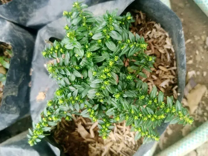 Cuphea Yellow with free pot and Fertilizer Live plant | Lazada PH