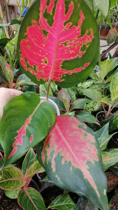 FREE SHIPPING Aglaonema Red Cochin 2 to 3 leaves size medium 8 inches ...