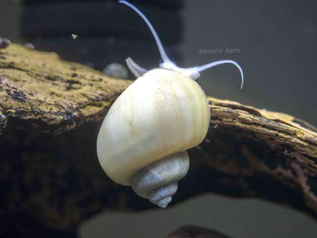 Ivory Apple Snail (small 5 pcs ) & Hatchling also available + Free ...