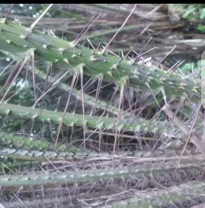 duri pohon salak/batang pohon salak | Lazada Indonesia