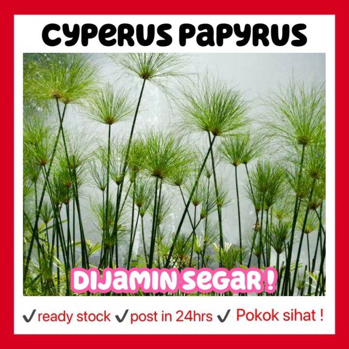 RINA • cyperus papyrus • rumput air pond aquatic plant umbrella paper ...