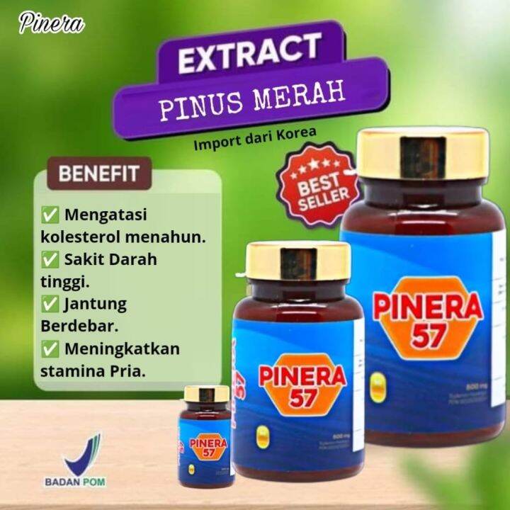 extract pinus merah/pinus merah/PINERA 57/stroke/jantung/kolesterol 100 ...