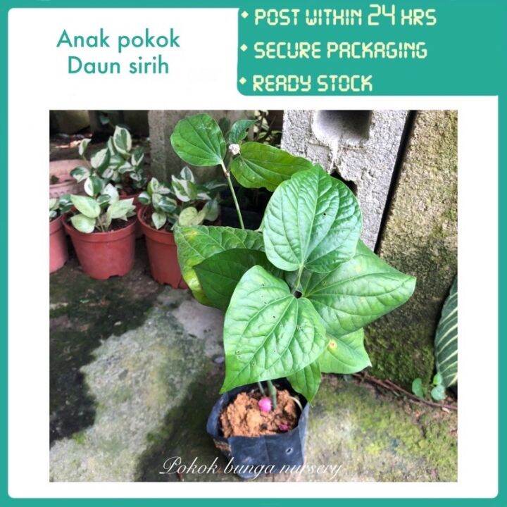 PBN - anak pokok daun sirih - pokok bunga nursery tanaman indoor ...