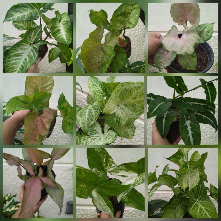 Syngonium Variety rooted and live plants | Lazada PH