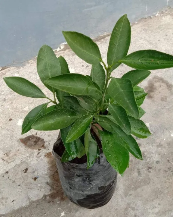 Grafted Sagada Orange Plant | Lazada PH