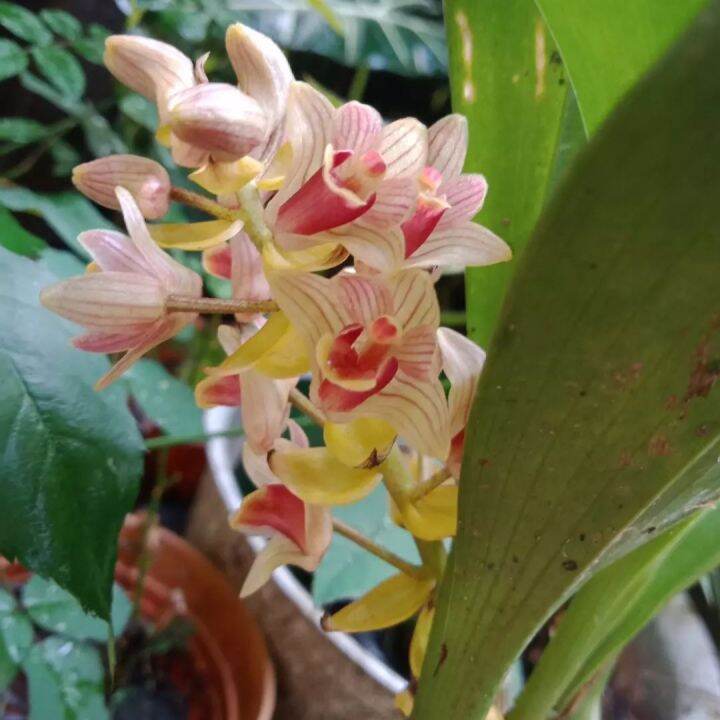 Anggrek Eria mawar spesies sp/Dendrolirium flavescens / Eria flavescens ...