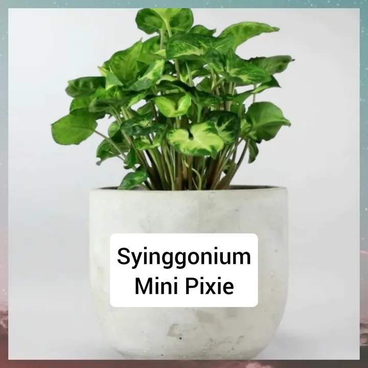 Syngonium Mini Pixie/Liliput Mini Plant | Lazada