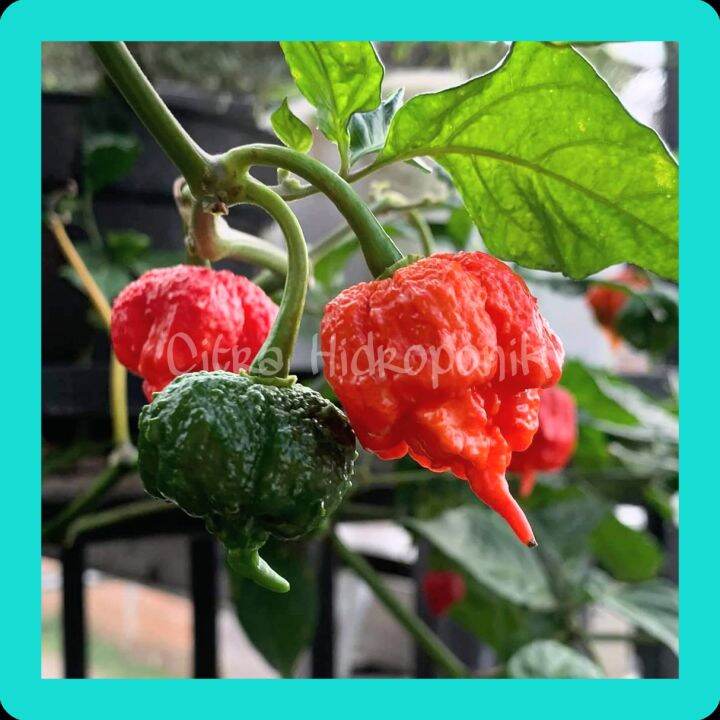 BUAH cabai CAROLINA REAPER RED (buahnya) Terpedas No 1 di Dunia ...